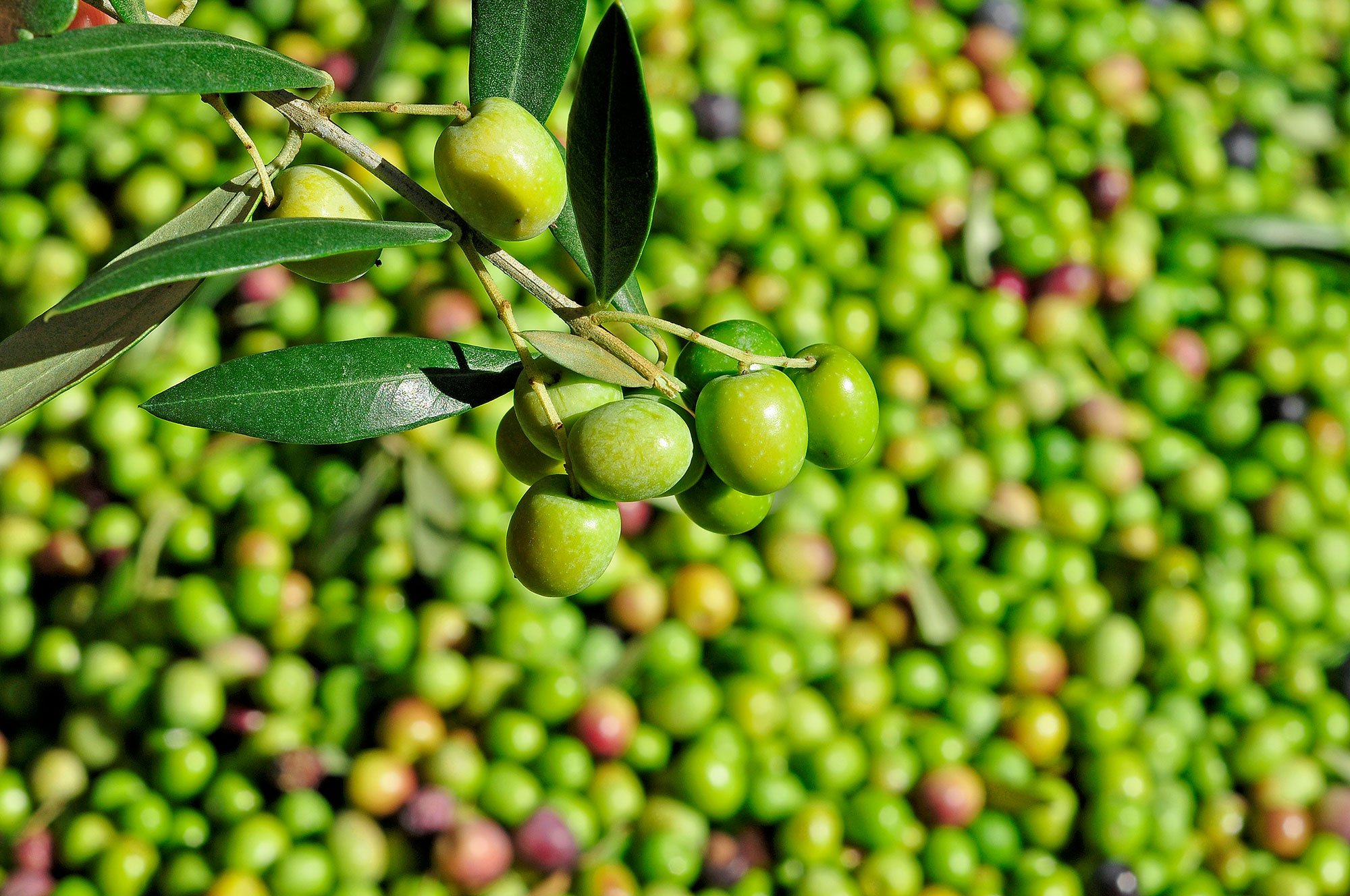 «Δίκοπο μαχαίρι» το ελαιόλαδο για την Κρήτη — Olive Oil News